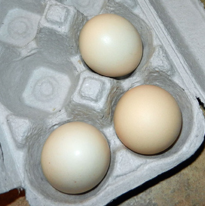 Phoenix Eggs | dorothystewart.net