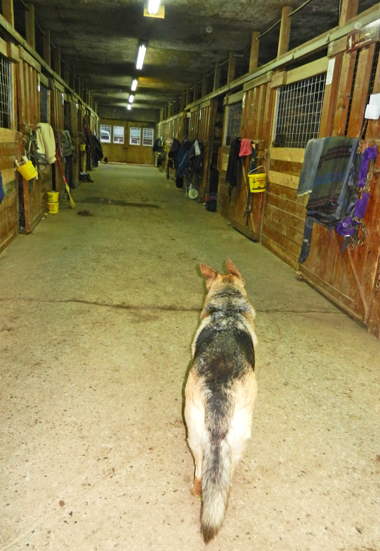 Farm Dog | In honour of Libby | dorothystewart.net
